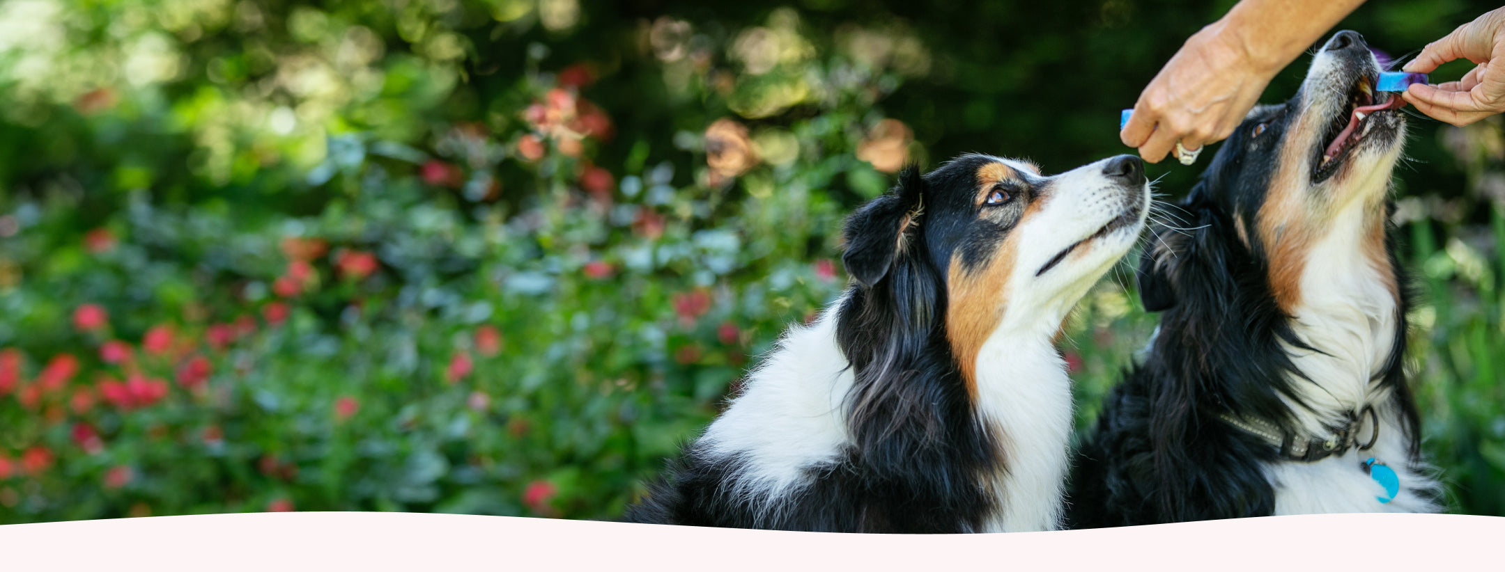 puppops.com | purposeful pup popsicles